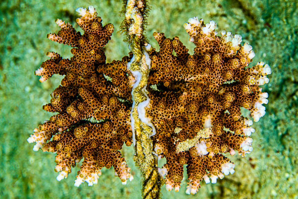 Acropora hyacinthus and A. cytherea: Two Similar Tabling Species in ...