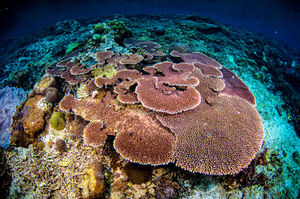 Acropora hyacinthus and A. cytherea: Two Similar Tabling Species in ...