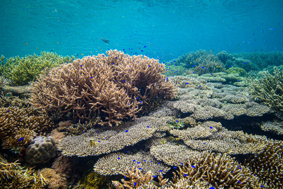 A Hydrothermal Vent Reveals an Interesting Coral Hot Spot! - CORAL Magazine