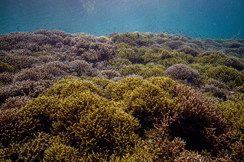 A Hydrothermal Vent Reveals an Interesting Coral Hot Spot! - CORAL Magazine