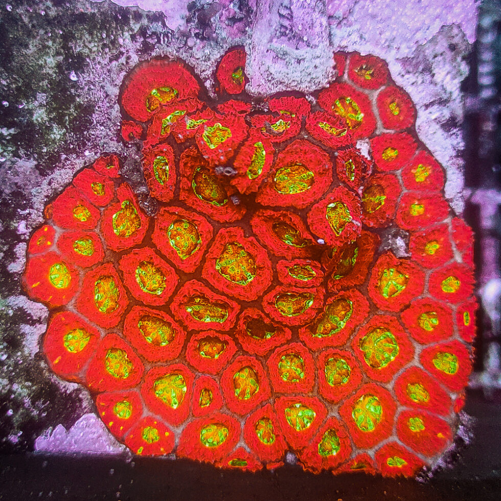 Micromussa amakusensis, the New Micro-Lord! - CORAL Magazine
