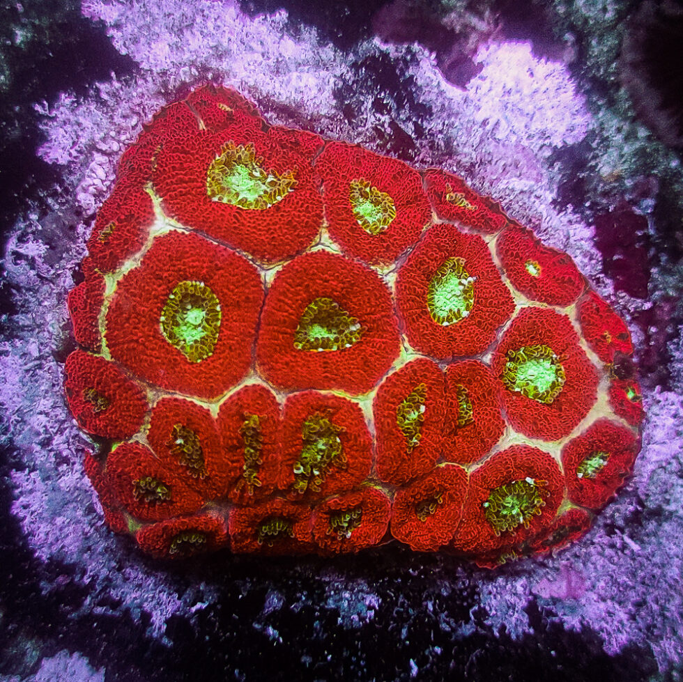 Micromussa amakusensis, the New Micro-Lord! - CORAL Magazine