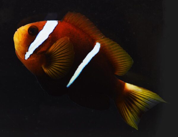 A.-omanensis-adult-1200w - CORAL Magazine