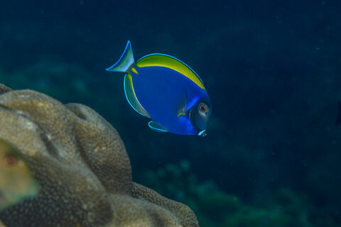 Fifty Shades of Hybrid Powder Blue Tangs - CORAL Magazine