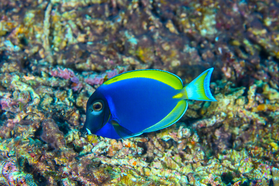 Fifty Shades of Hybrid Powder Blue Tangs - CORAL Magazine