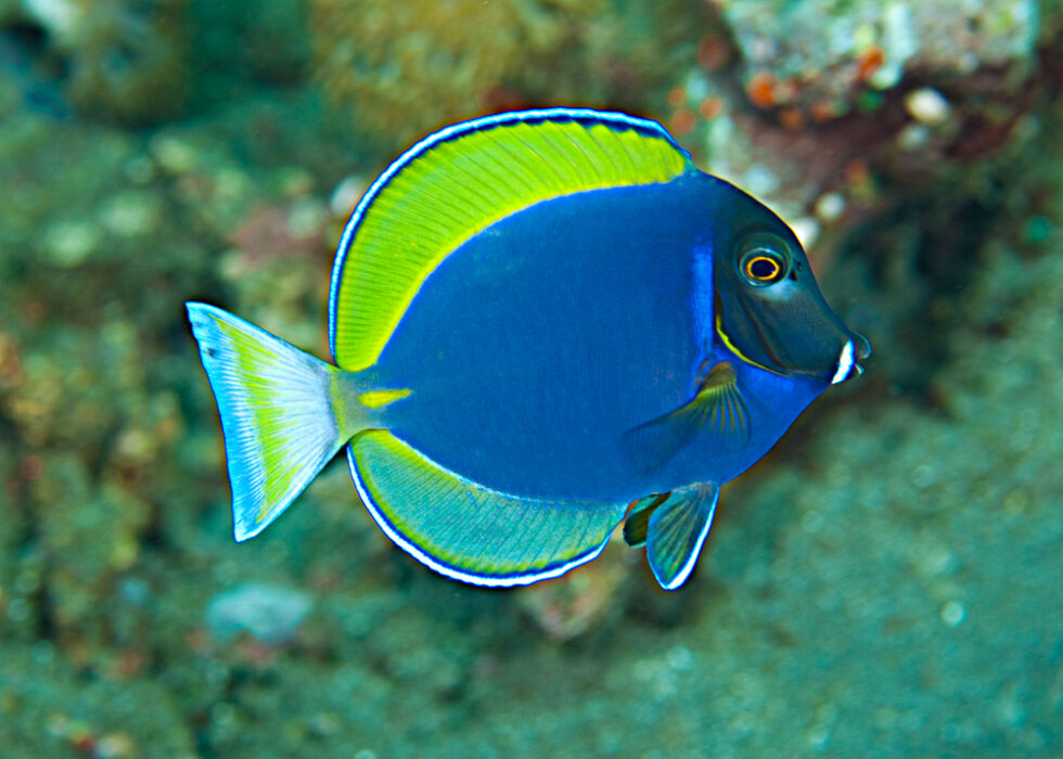 Fifty Shades of Hybrid Powder Blue Tangs - CORAL Magazine