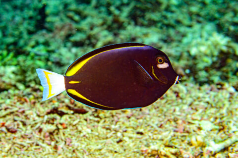 Fifty Shades of Hybrid Powder Blue Tangs - CORAL Magazine