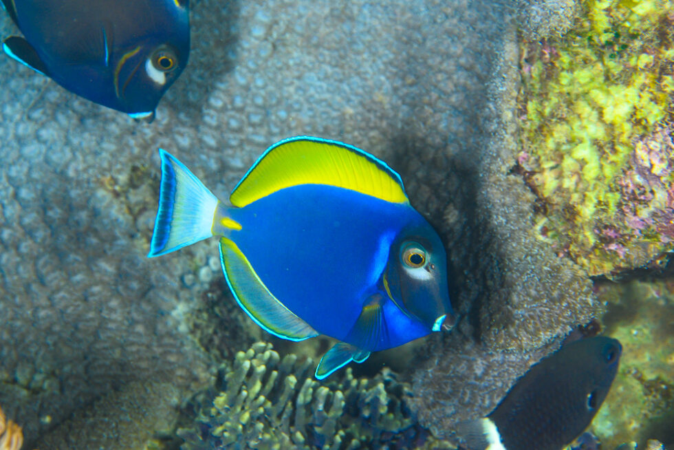 Fifty Shades of Hybrid Powder Blue Tangs - CORAL Magazine