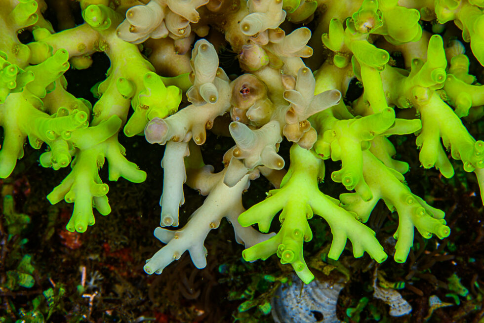 Wild Discovery: A Grafted Yellow Acropora caroliniana - CORAL Magazine
