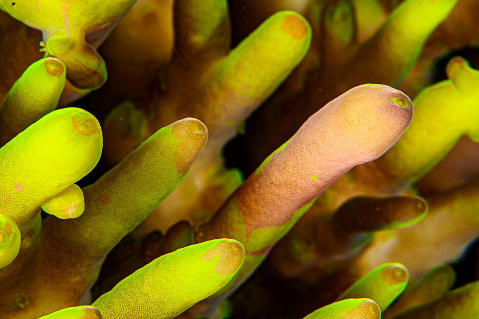 Wild Discovery: A Grafted Yellow Acropora caroliniana - CORAL Magazine