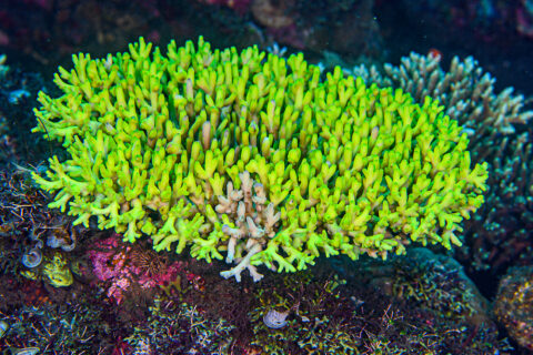 Wild Discovery: A Grafted Yellow Acropora caroliniana - CORAL Magazine