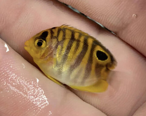 CORAL Magazine’s Captive-Bred Marine Fish Species List for 2023 - CORAL ...