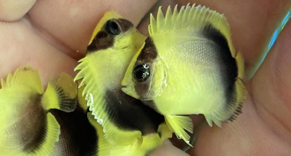 Mystery Fish Answer: A New Captive-Bred Angelfish - CORAL Magazine