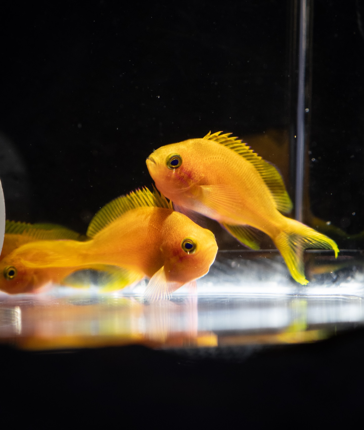 Hawaii’s Oceanic Institute and Georgia Aquarium Successfully Produce ...