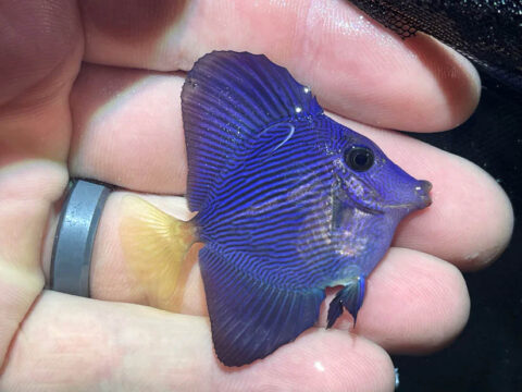 Surge Marine Life Becomes Newest Purple Tang Breeder - CORAL Magazine