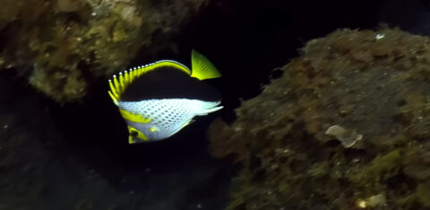 VIDEO: Rare Yellow Crown Butterflyfish, Chaetodon flavocoronatus, at ...