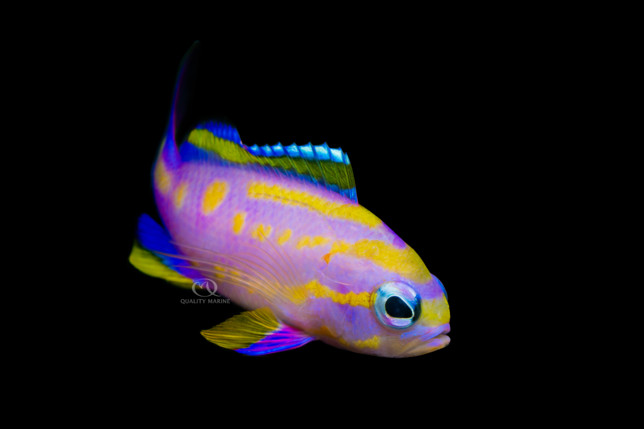 Bennett’s Anthias - Tosanoides bennetti: A Jewel of the Deep for Marine ...
