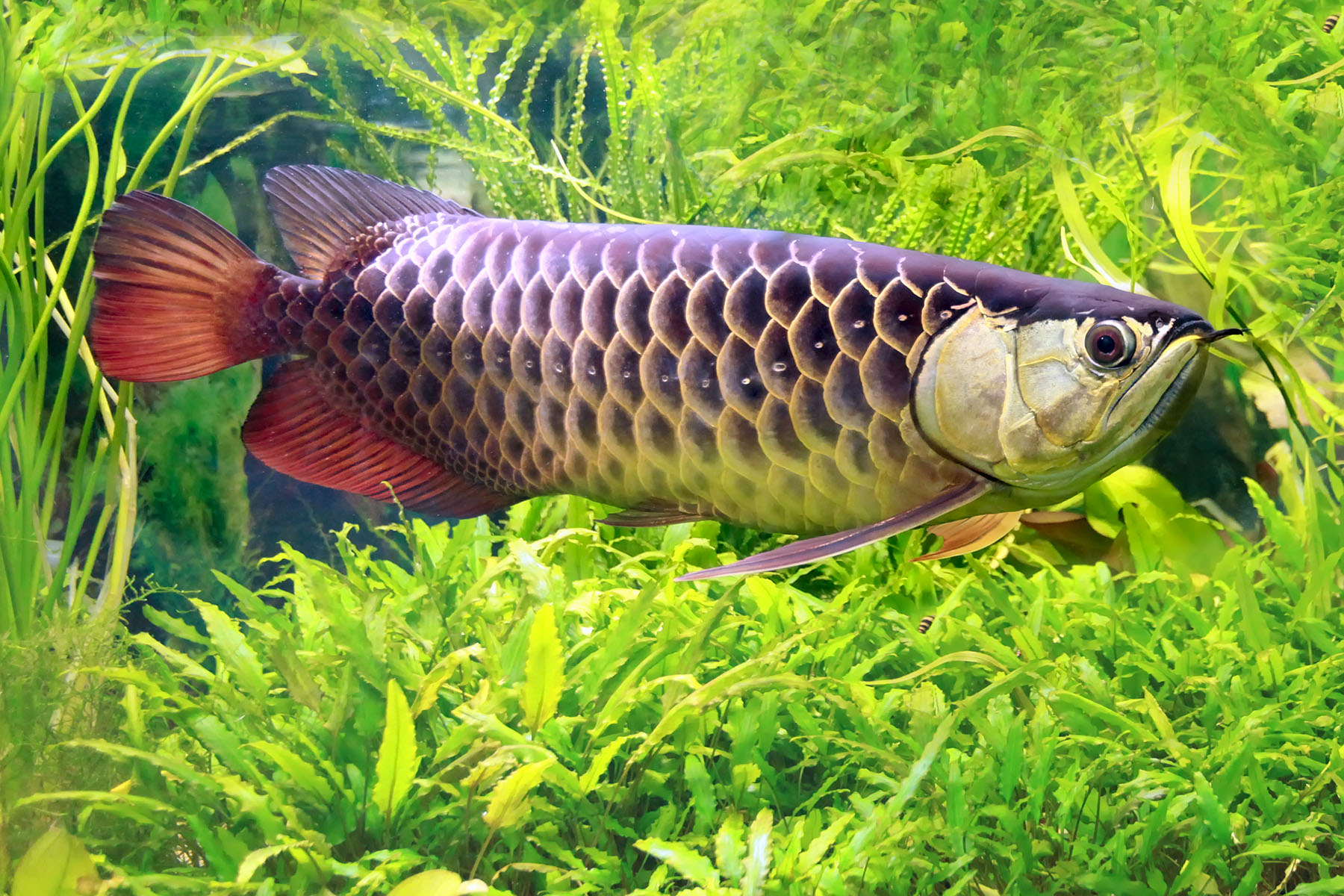 Asian,Arowana,,Scleropages,Formosus,,The,Dragon,Fish.,One,Of,The ...